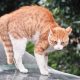 Interview! Lorrie Shaw, Owner, Professional Pet Sitting & Blogger ...