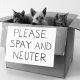 Interview! Lorrie Shaw, Owner, Professional Pet Sitting & Blogger ...