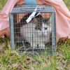 Interview! Lorrie Shaw, Owner, Professional Pet Sitting & Blogger ...