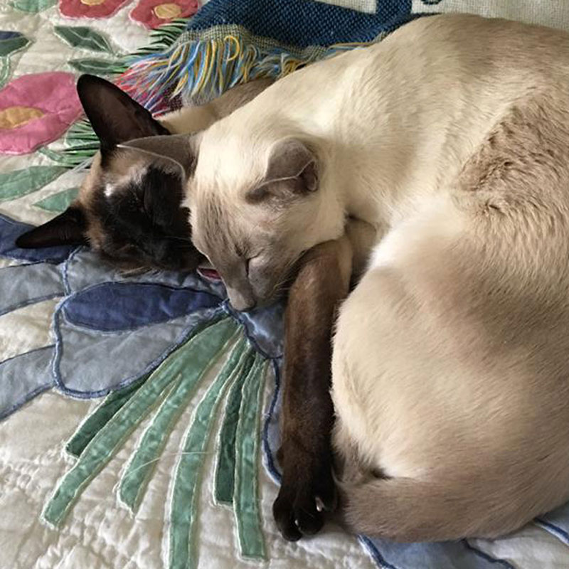 Foster Program Profile Series: Siamese Cat Rescue Center