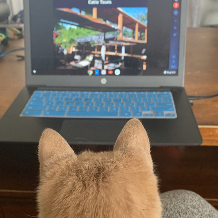 Online Cat Conference Summary