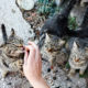 Will the Great Kitten Explosion Happen?