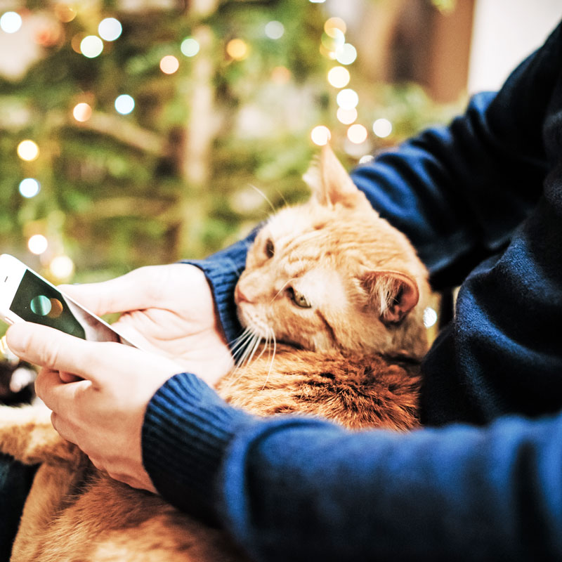 Your Cat’s Path to Insta-stardom