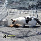 Interview! Meredith Hippert, Director of Field Operations, Animal ...