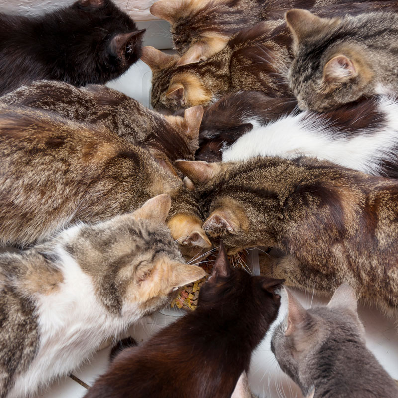 Mass Trapping Success: Here’s What You Need to Know