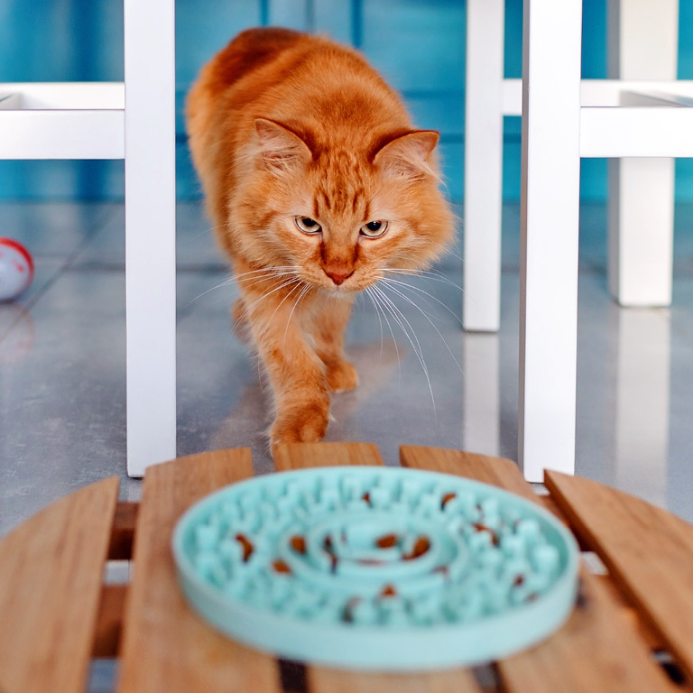 Low-Cost Enrichment Ideas to Keep Your Cats Healthy & Happy