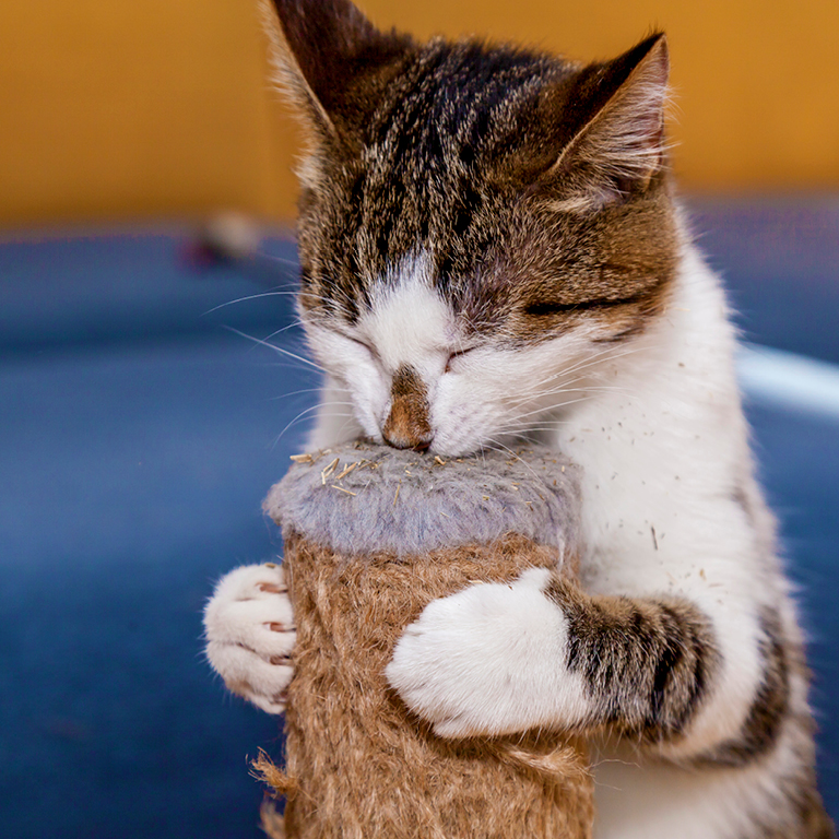 Starting Off On the Right Paw: A Guide to Cat Introductions
