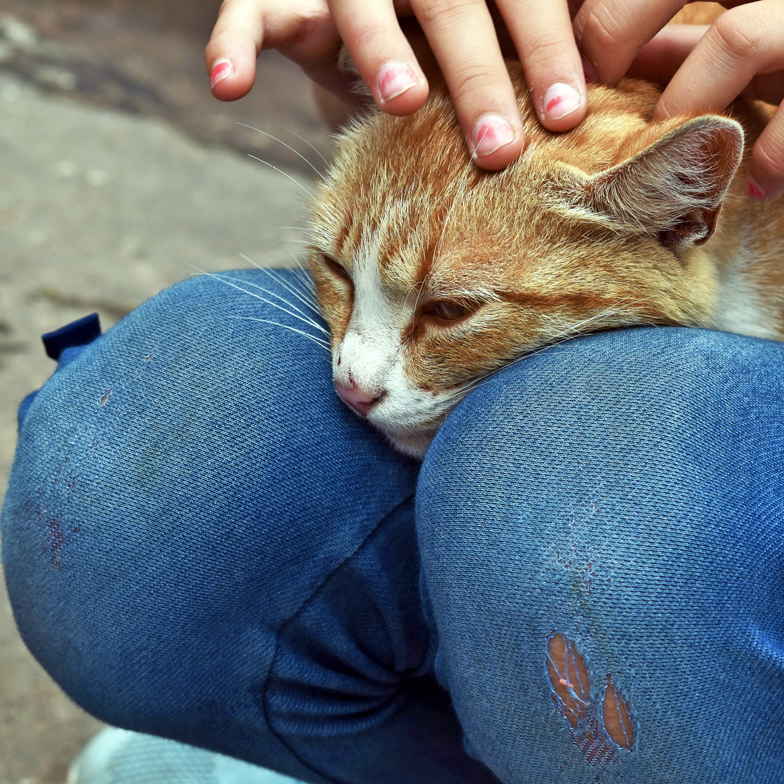 Strategies To Help Community Cats If You're Doing All The Work Yourself